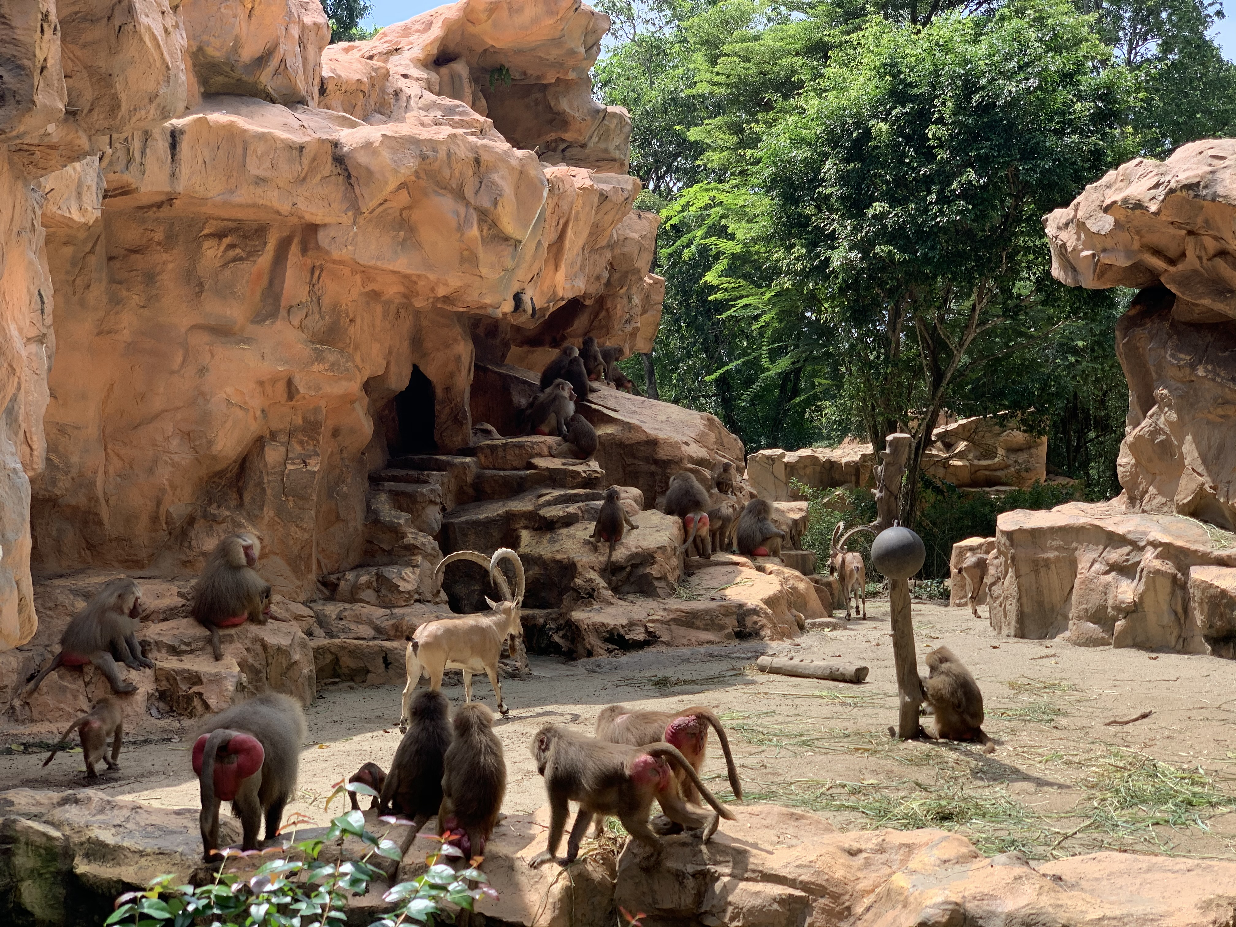 Day And Night At The Zoo in Singapore - Travelfoss